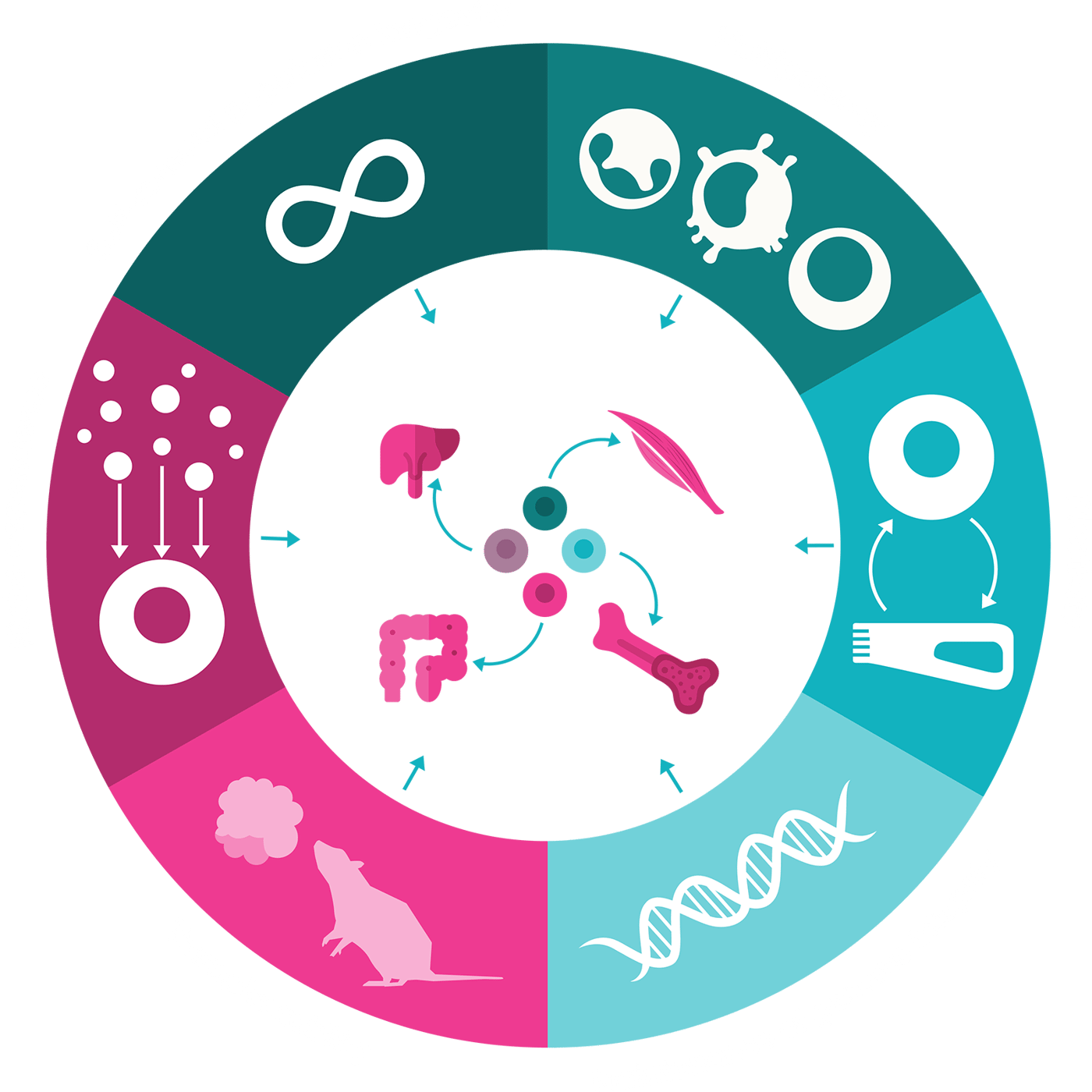 Decoding adult stem cells: exploring the hallmarks of stemness