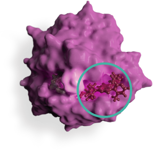 The KRAS Conundrum: Challenges and strategies for targeted therapies in ...